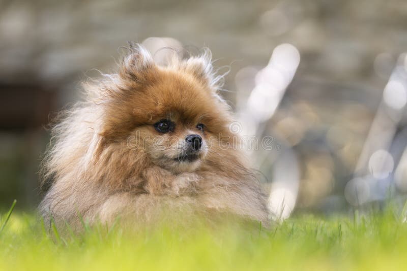 Red-haired Pomeranian Dog in the Park. Stock Image - Image of bokeh ...