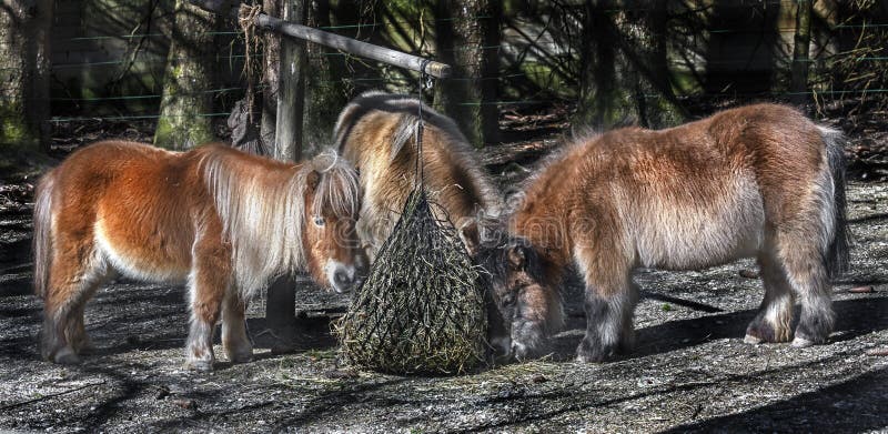 Domestic ram eating hay 2 stock photo. Image of obstinate - 143580882