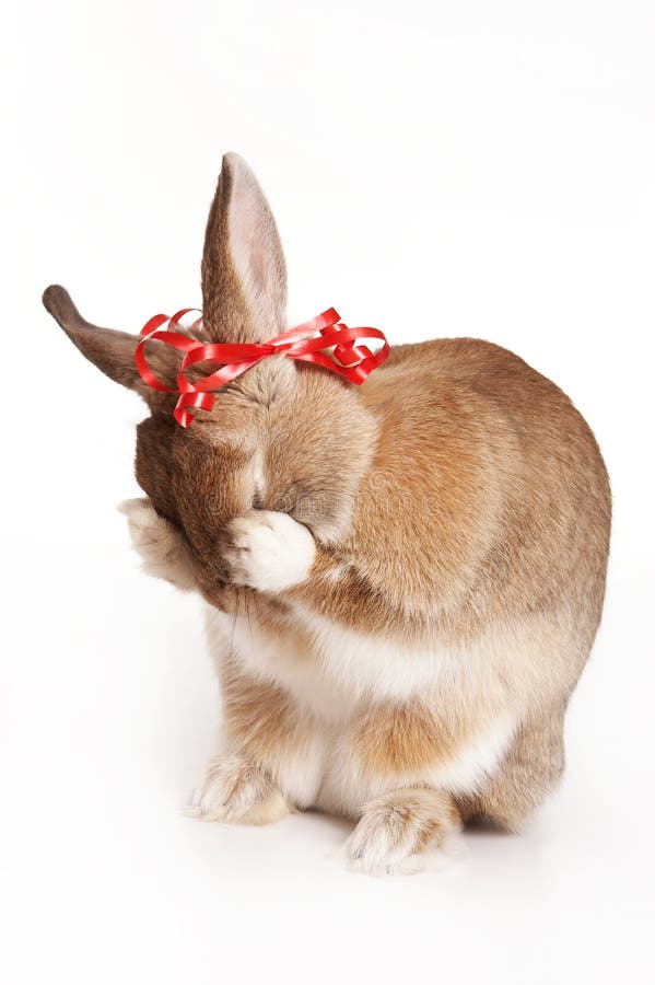 Red-haired Rabbit with Bows Washes Stock Image - Image of cony ...