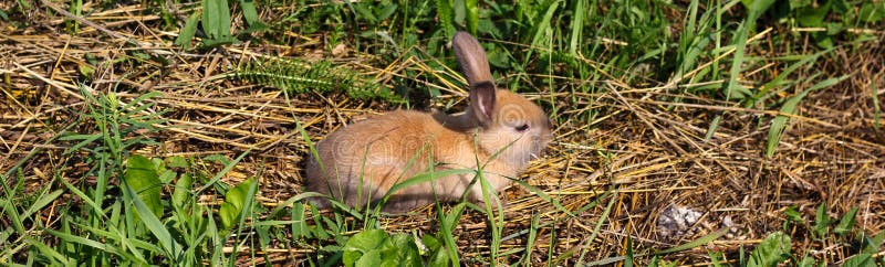 Red-haired Rabbit on the Farm. Red-haired Hare on the Grass in Nature ...