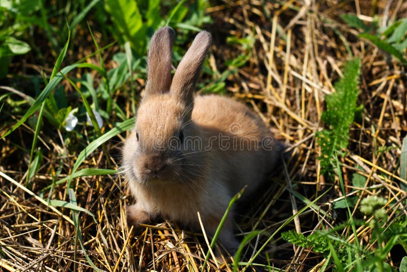 Red-haired Rabbit on the Farm. Red-haired Hare on the Grass in Nature ...