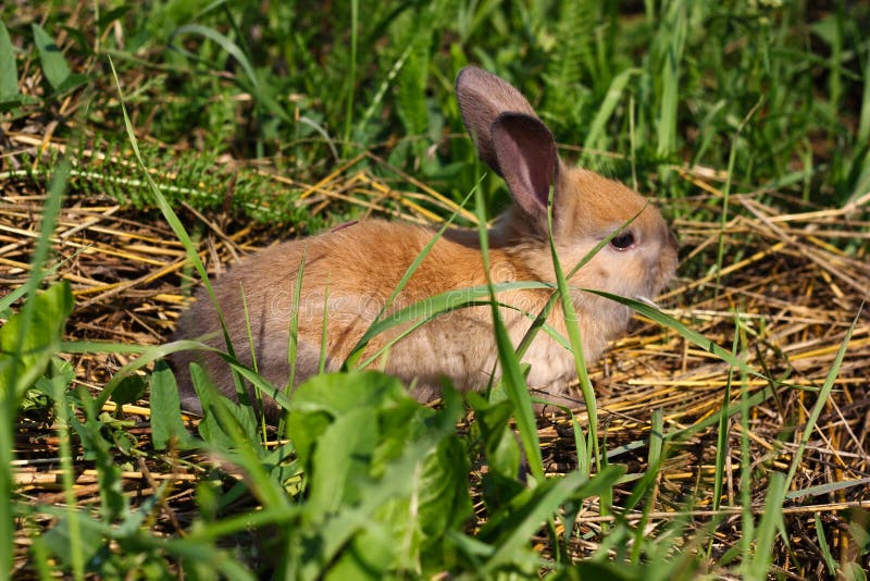 Red-haired Rabbit on the Farm. Red-haired Hare on the Grass in Nature ...