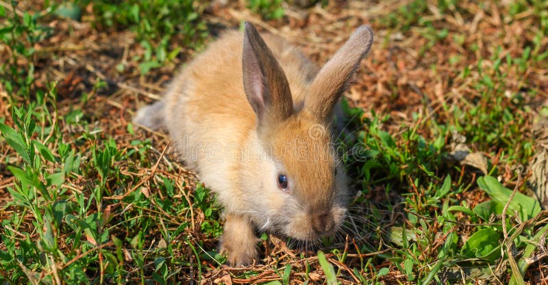 Red-haired Rabbit on the Farm. Red-haired Hare on the Grass in Nature ...