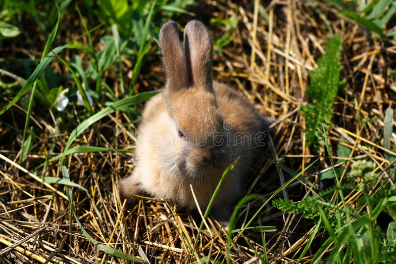Red-haired Rabbit on the Farm. Red-haired Hare on the Grass in Nature ...