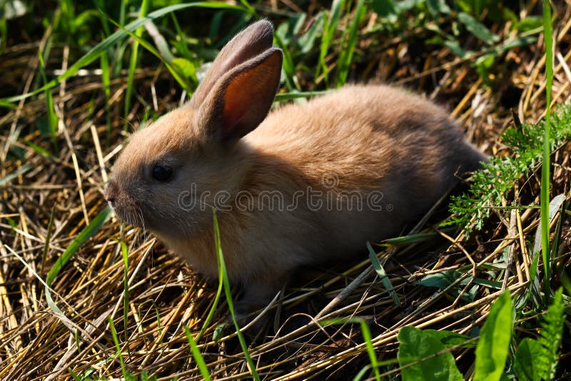 Red-haired Rabbit on the Farm. Red-haired Hare on the Grass in Nature ...