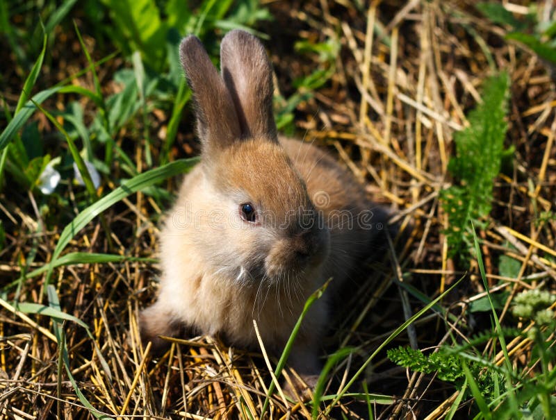Red-haired Rabbit on the Farm. Red-haired Hare on the Grass in Nature ...