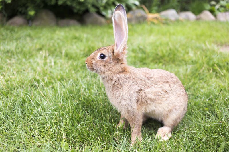 A Red-haired Rabbit is on the Grass on a Farm. the Hare on the L Stock ...