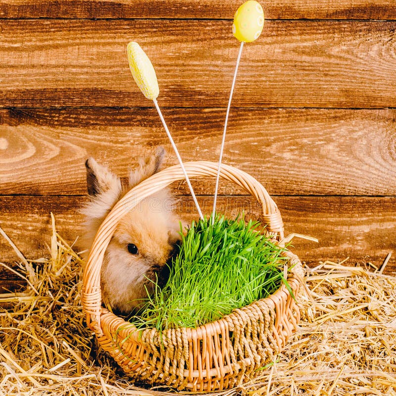 Red-haired Rabbit on a Hay in a Basket with Grass and Easter Eggs Stock ...