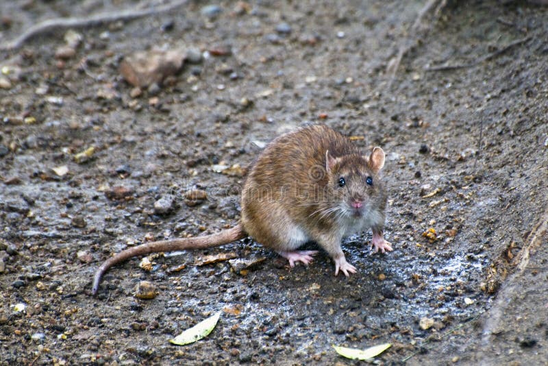 Red-haired rat stock image. Image of sassy, whiskers - 51527749