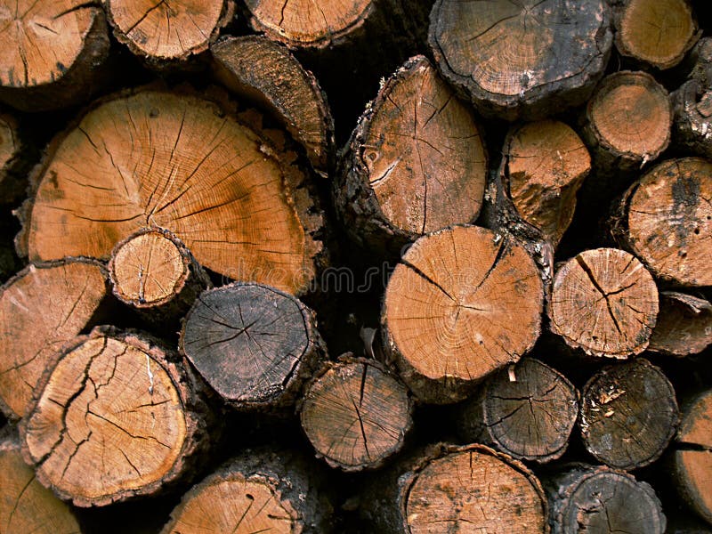 Sawed Tree Trunks Stacked in the Yard Stock Image - Image of firewood ...