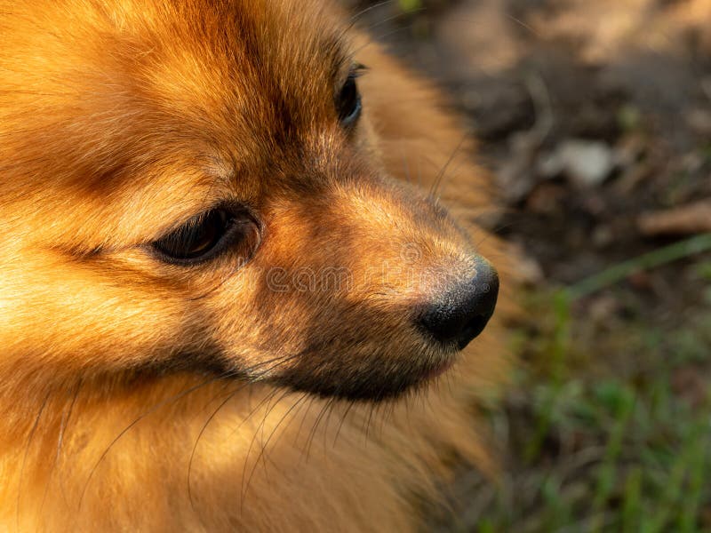 Red Haired Spitz Dog on Green Grass. Stock Photo - Image of pedigree ...