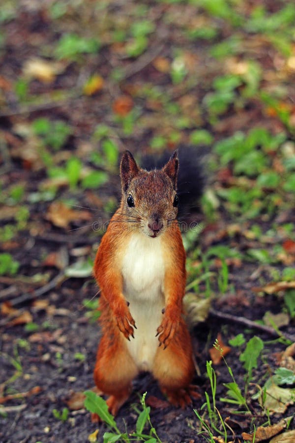 Red-haired Squirrel on Green Grass Stock Image - Image of green, animal ...