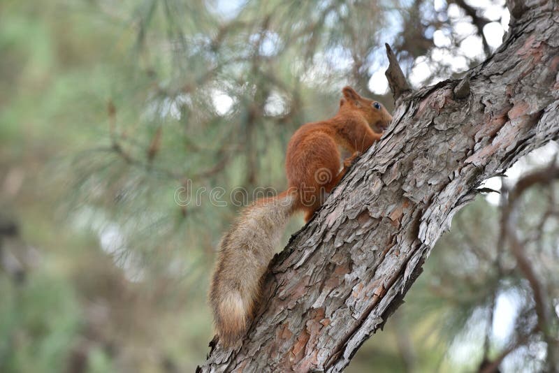 Red-haired Squirrel Sits on a Tree and Shows a Tail Stock Photo - Image ...