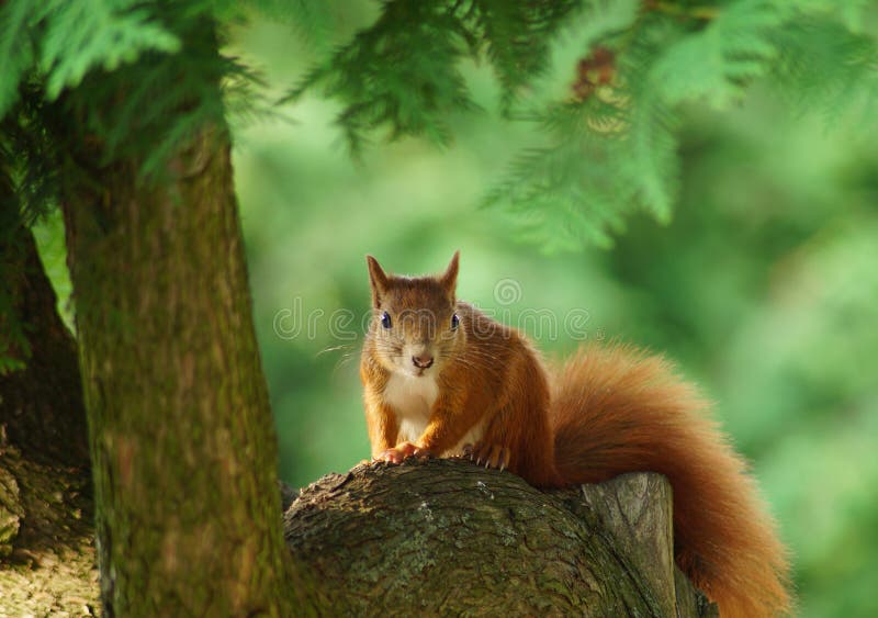 Red-haired squirrel stock image. Image of beauty, animal - 42658465