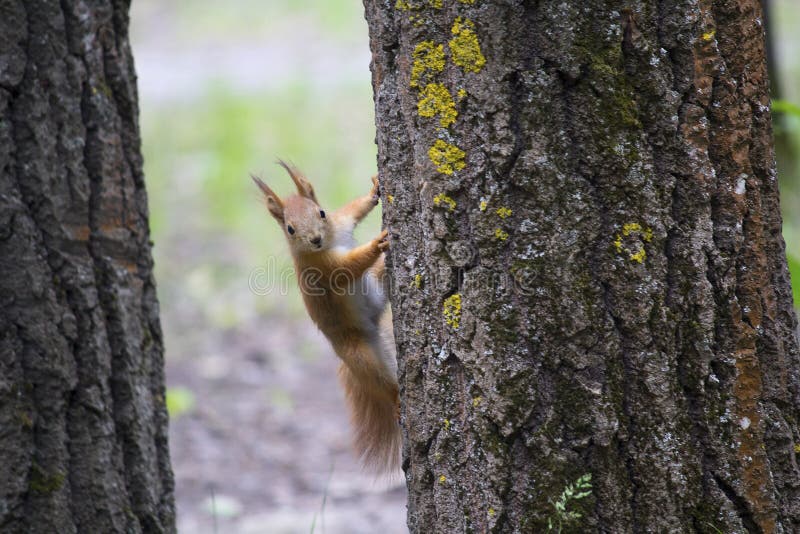 Red-haired Squirrel on a Tree in the Forest Stock Image - Image of ...