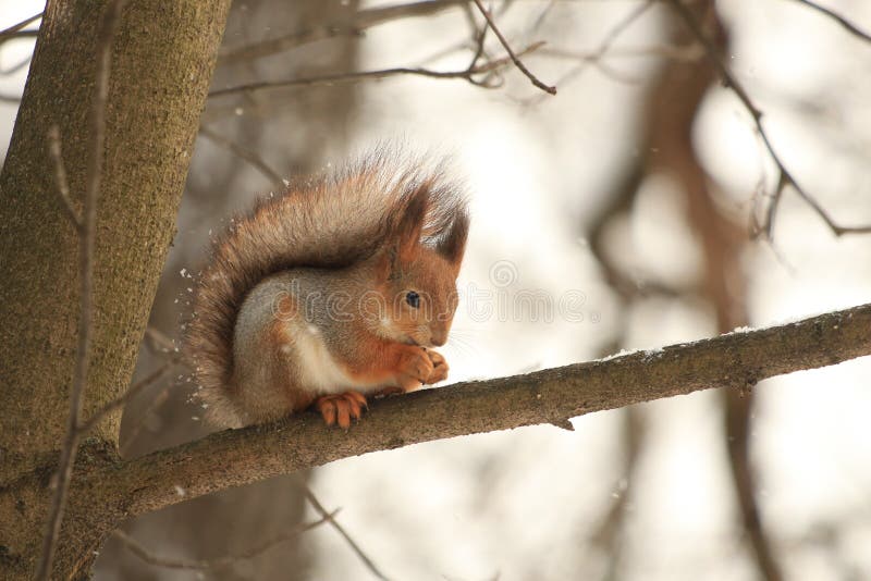 Red-haired Squirrel on a Tree in a Winter Park Stock Image - Image of ...
