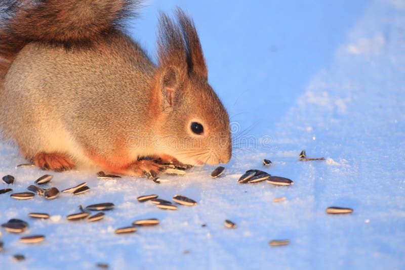 Red-haired Squirrel in the Winter Park Stock Image - Image of ears ...