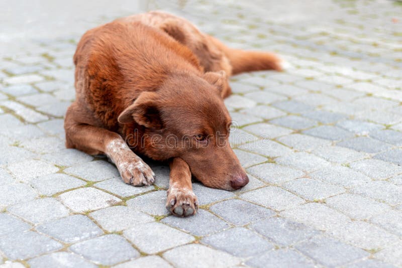 A Red-haired Stray Dog is Lying in the Middle of the Street, Sad Stock ...