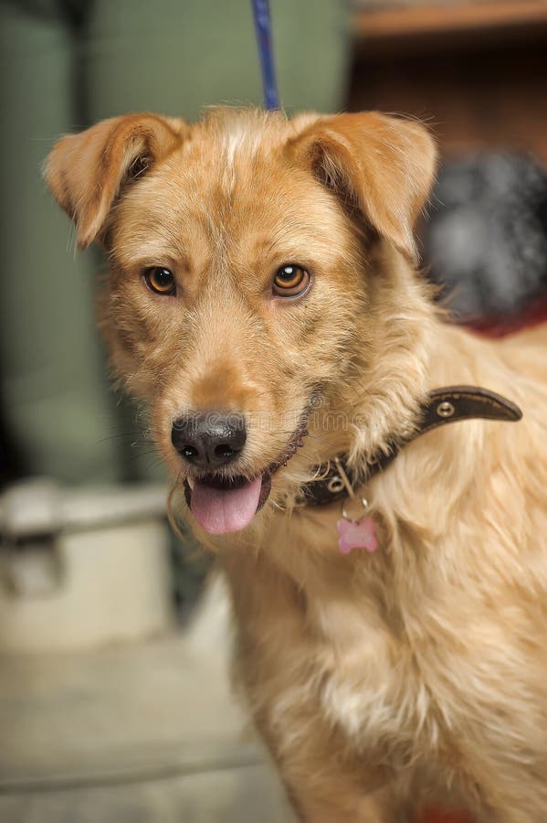 Red-haired terrier dog stock image. Image of brown, irish - 35322377