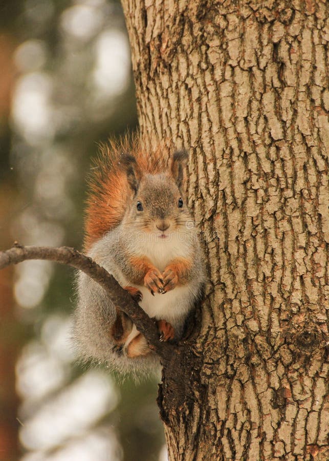 Red-haired Wild Squirrel in a Natural Habitat of the Forest Stock Photo ...