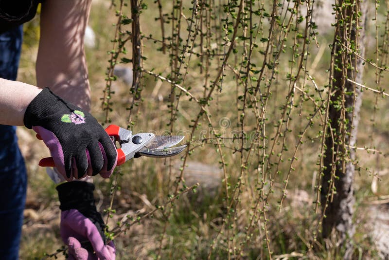 Red-haired Woman Pruning Branches of Larch Pruning during Spring ...