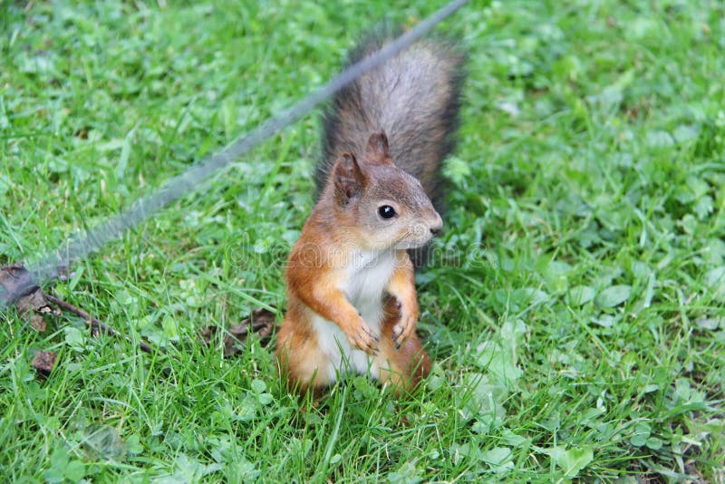 A Red Haired Young Squirrel Stock Image - Image of sniffs, squirrel ...