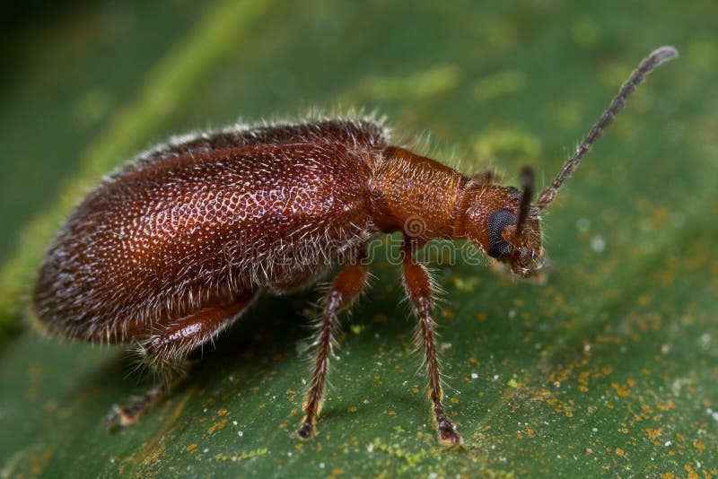 381 Furry Beetle Stock Photos - Free & Royalty-Free Stock Photos from ...