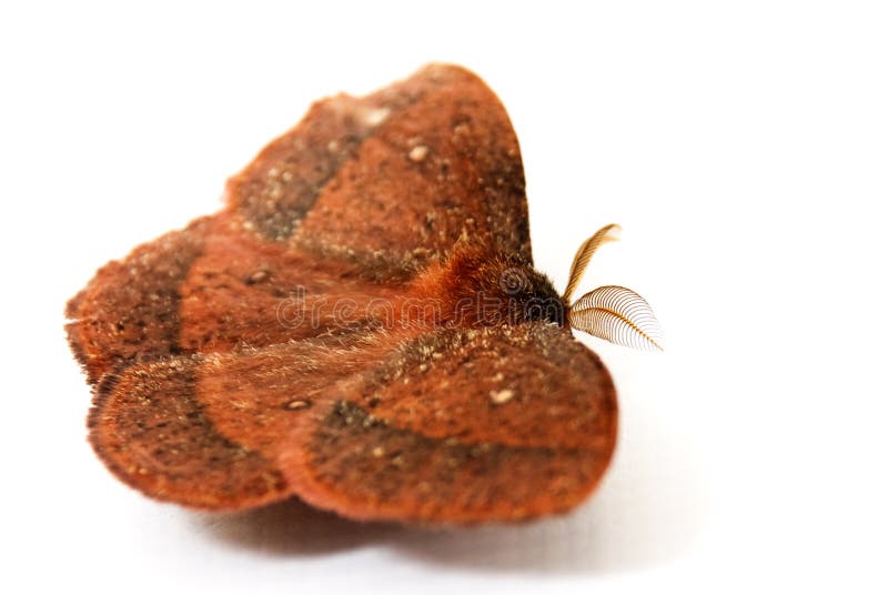 Red Hairy Moth stock image. Image of feathery, sideview - 41041273