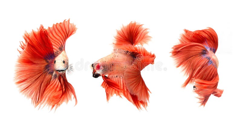 Red Half Moon Betta Fish stock image. Image of blue, fish - 86737783