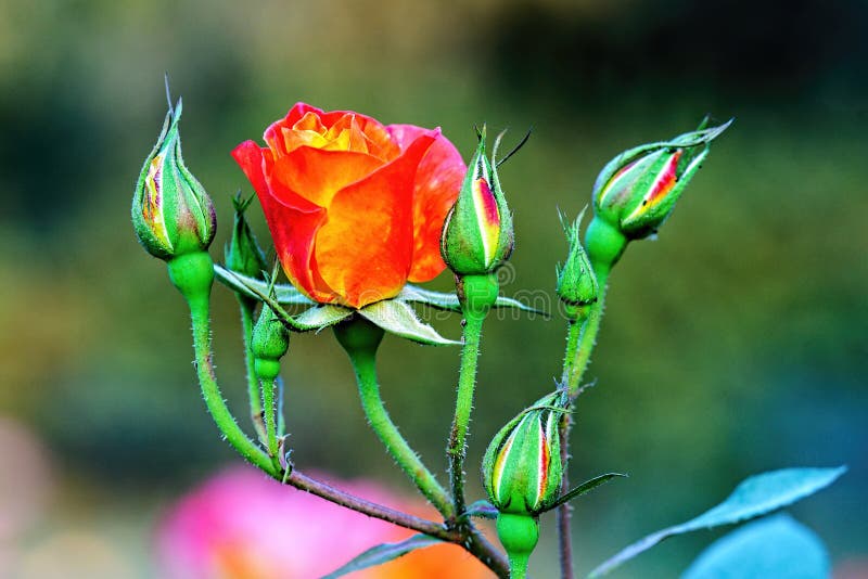 1,145 Single Red Rose Buds Photos - Free & Royalty-Free Stock Photos ...