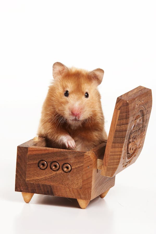 865 Hamster Box Stock Photos - Free & Royalty-Free Stock Photos from ...
