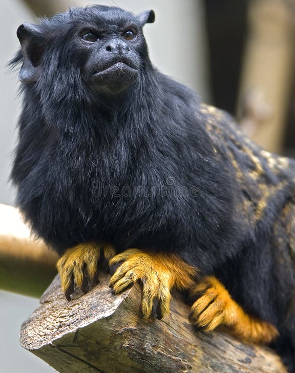 Red-handed tamarin 1 stock photo. Image of fauna, smart - 10368498