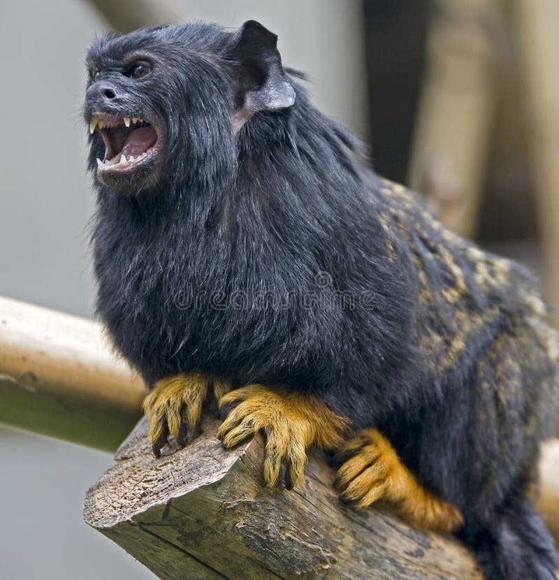 Red-handed Tamarin 2 Stock Images - Image: 10514434