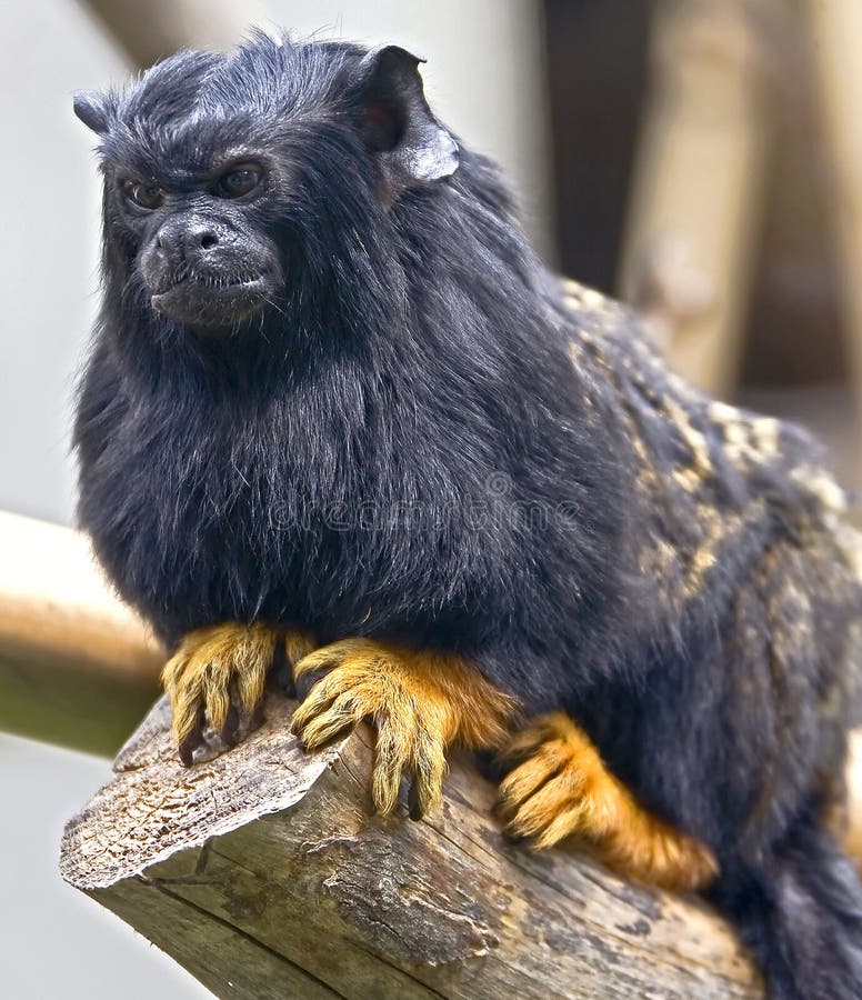 Red-handed Tamarin 3 stock photo. Image of tropical, exotic - 12404258