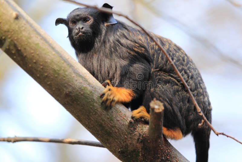 Red-handed tamarin stock photo. Image of saguinus, wood - 35625586