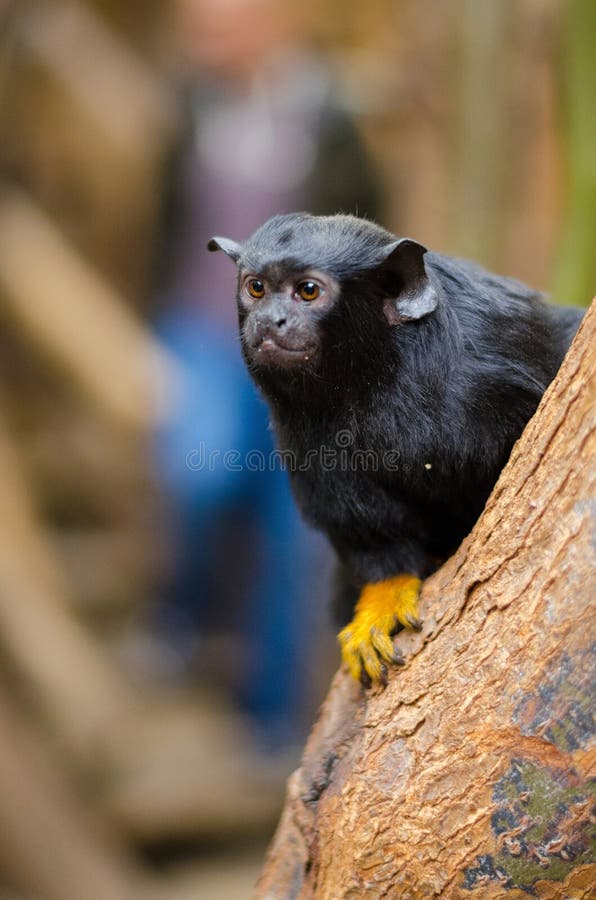 Red-handed Tamarin Picture. Image: 85178725