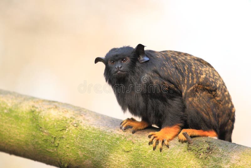 Red-handed tamarin stock photo. Image of saguinus, tree - 35625634