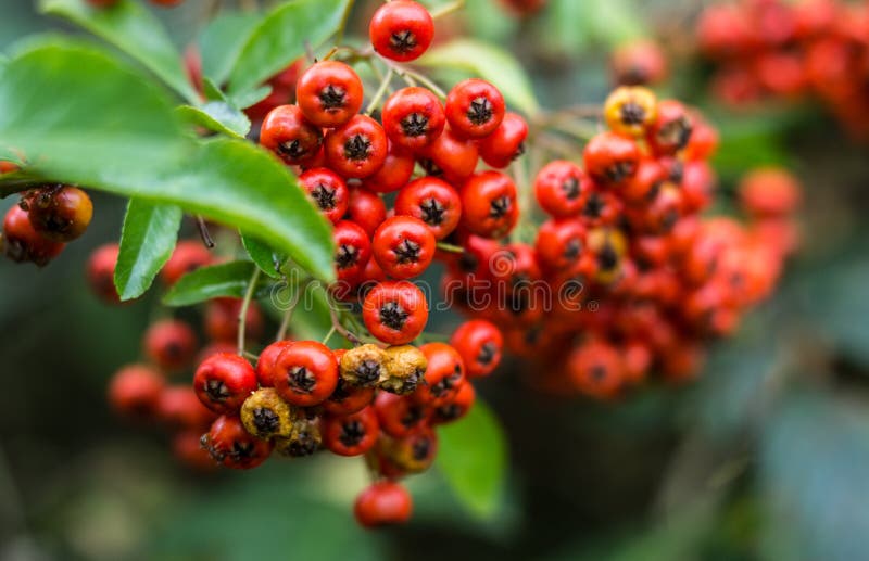 Red hanging rowan stock photo. Image of botanical, produce - 236010380
