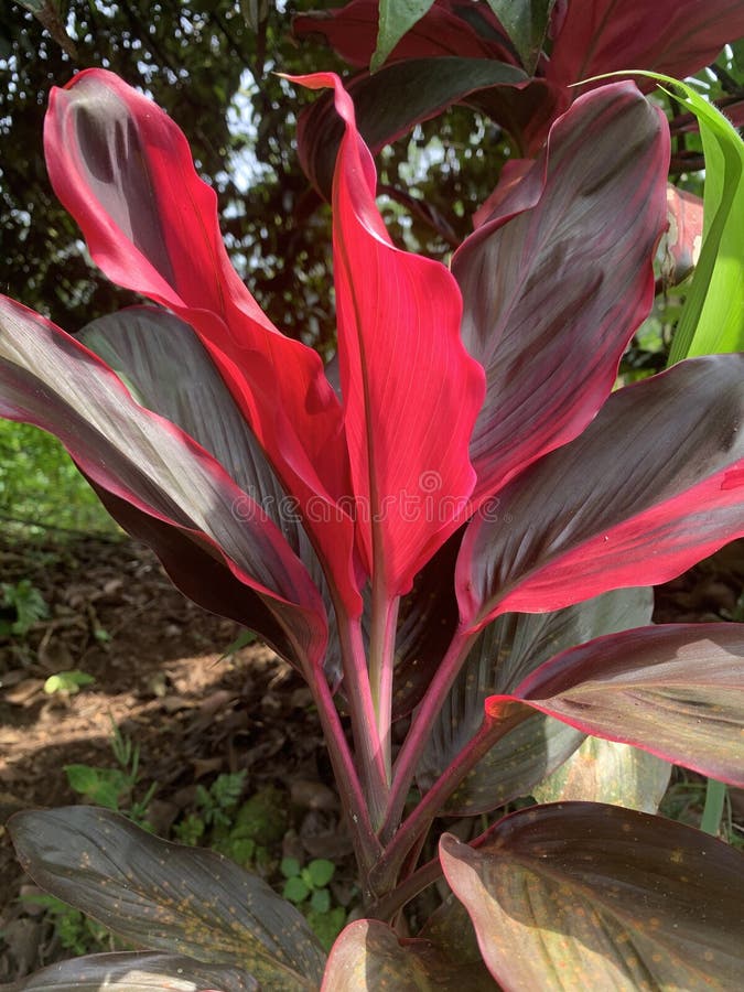 Red Hanjuang Plant in the Garden Stock Photo - Image of wildflower ...