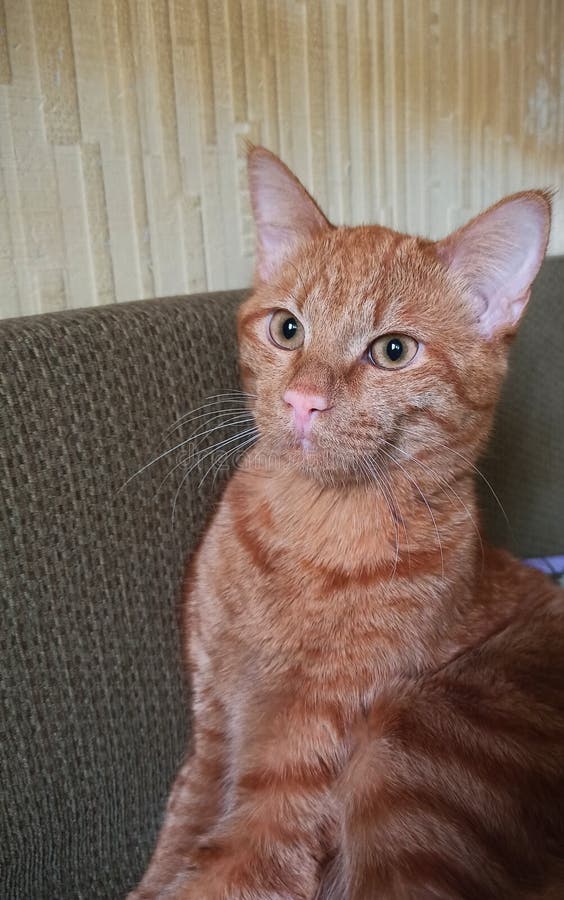 Red happy cat stock photo. Image of happy, happycat - 198607276