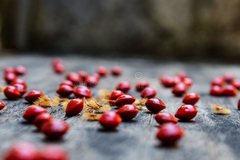 Round Red stock image. Image of pariti, seed, tiliaceum - 110109967