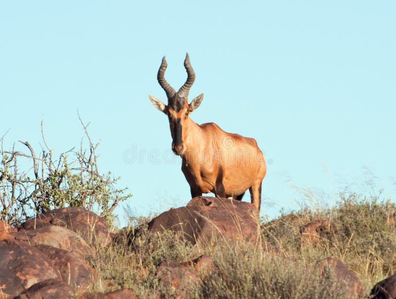 Red Hartbees Standing on a Rocky Hill Stock Image - Image of beauty ...