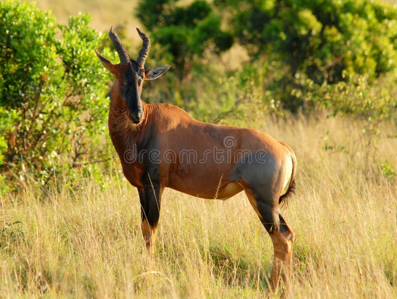 Red Hartebees stock photo. Image of mara, antelope, african - 8857186