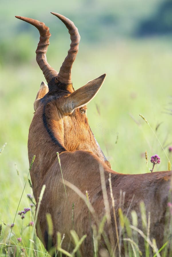 Rooi Hartebees Stock Photos - Free & Royalty-Free Stock Photos from ...