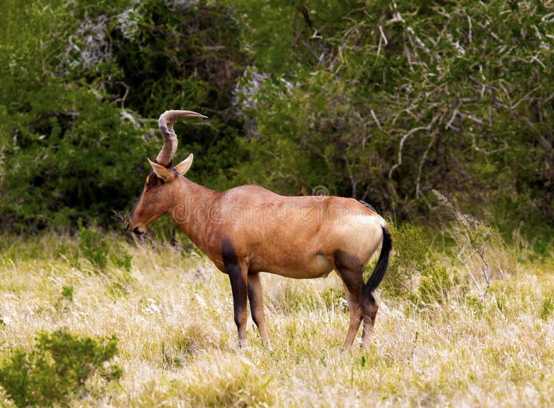 Rooi Hartebees Stock Photos - Free & Royalty-Free Stock Photos from ...