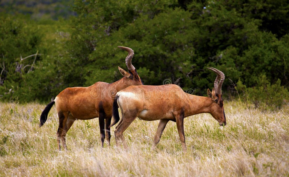 Red Hartebees. stock photo. Image of horned, natural - 63490034