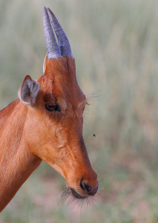 Red Hartebeest stock image. Image of african, caama, africa - 13891997