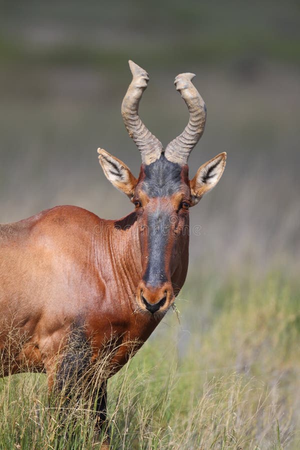 Red Hartebeest stock image. Image of african, caama, africa - 13891997