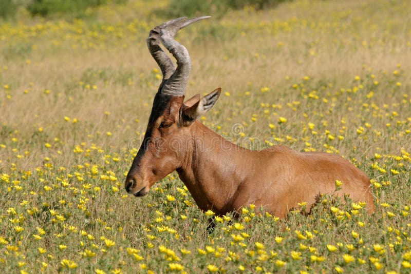 Red Hartebeest in Yellow Grass Stock Photo - Image of safari, namibia ...