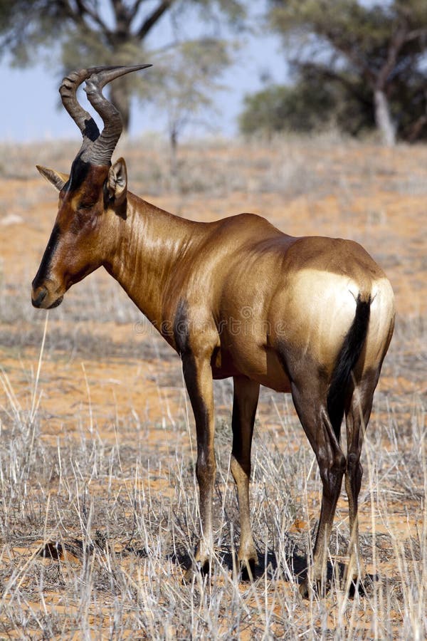 Red hartebeest stock photo. Image of care, kalahari, calf - 810604